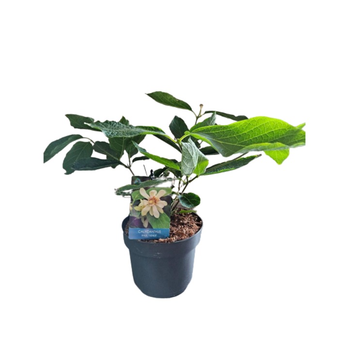 Arbust cu flori parfumate Calycanthus raulstonii Venus - Garofita ...