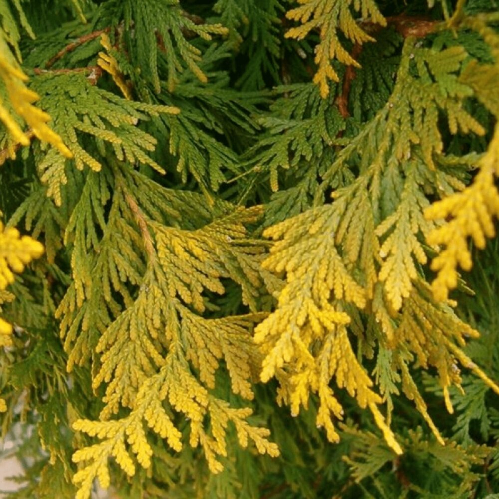 Conifer Thuja Golden Globe tuia globulara 30-40 cm - eMAG.ro