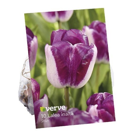 Bulbi lalea inalta Shiun, mov, 10 buc - eMAG.ro