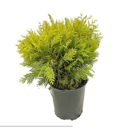 Conifer Thuja Golden Globe tuia globulara 30-40 cm - eMAG.ro