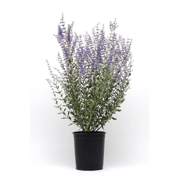 Arbust decorativ - Salvie ruseasca Perovskia atriplicifolia Lacey Blue ...