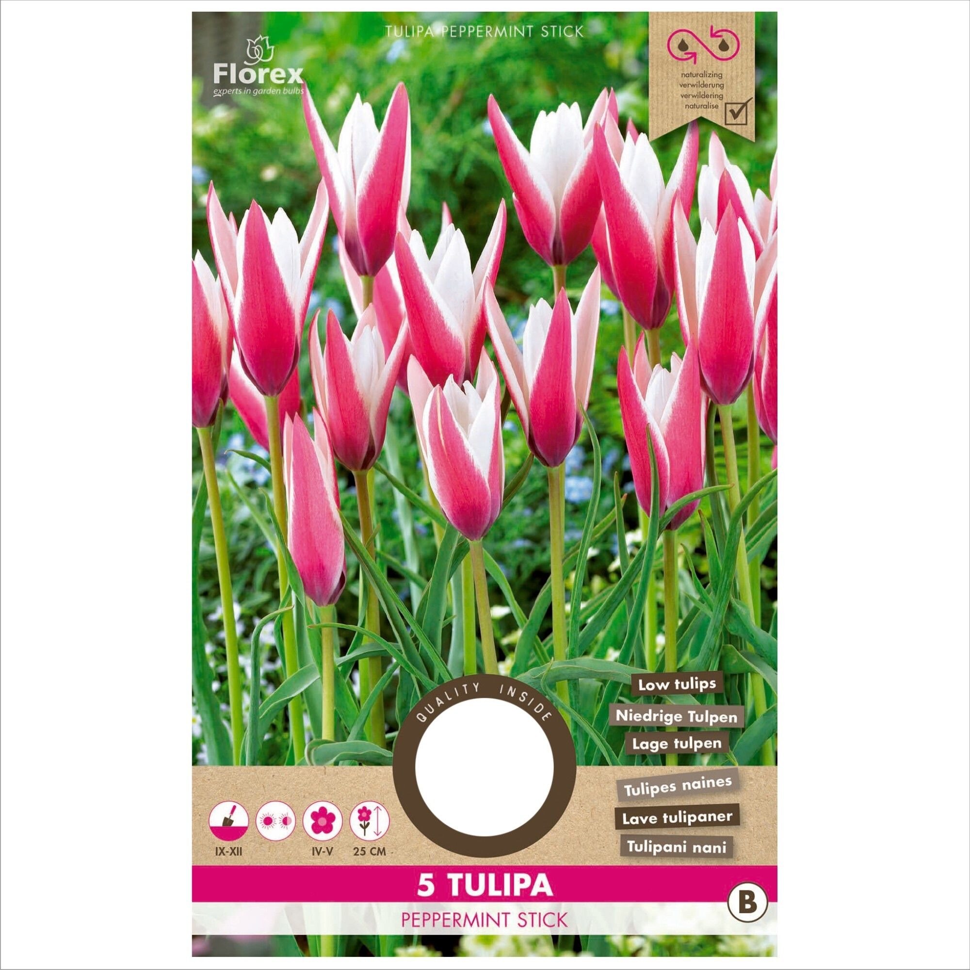Bulbi lalea Peppermint Stick, alb/roz, 8 buc - eMAG.ro