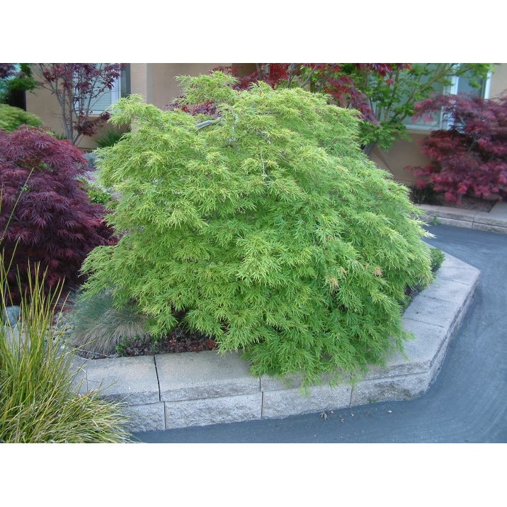 Arbust decorativ - Acer palmatum Dissectum Viridis 120-130cm - eMAG.ro