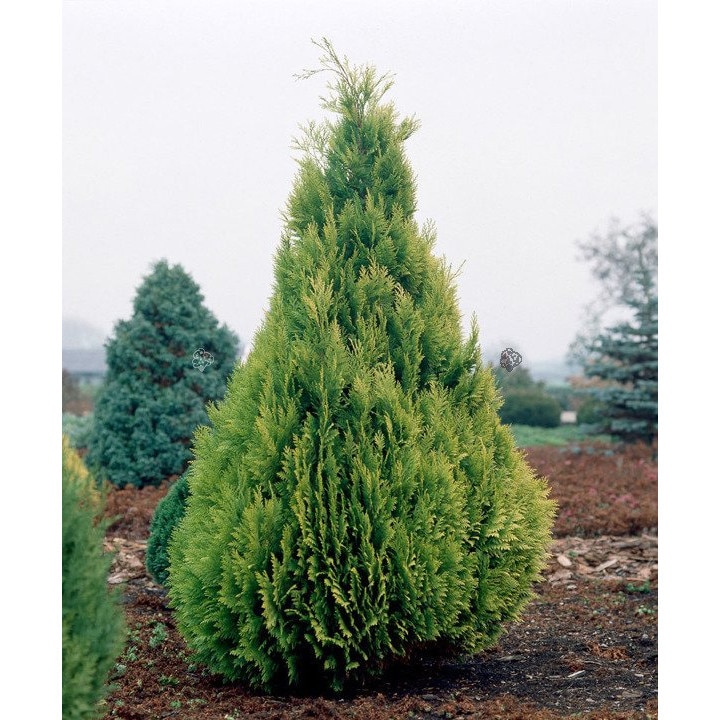 Conifer - Chamaecyparis lawsoniana Ivonne 50-60 cm - eMAG.ro