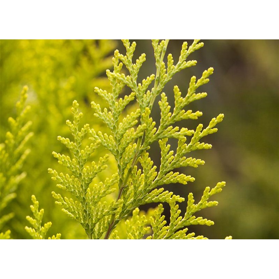 Conifer - Chamaecyparis lawsoniana Ivonne 50-60 cm - eMAG.ro