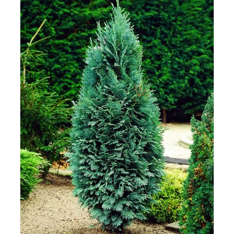 Conifer - Chamaecyparis Lawsoniana Columnaris 50-60 cm - eMAG.ro