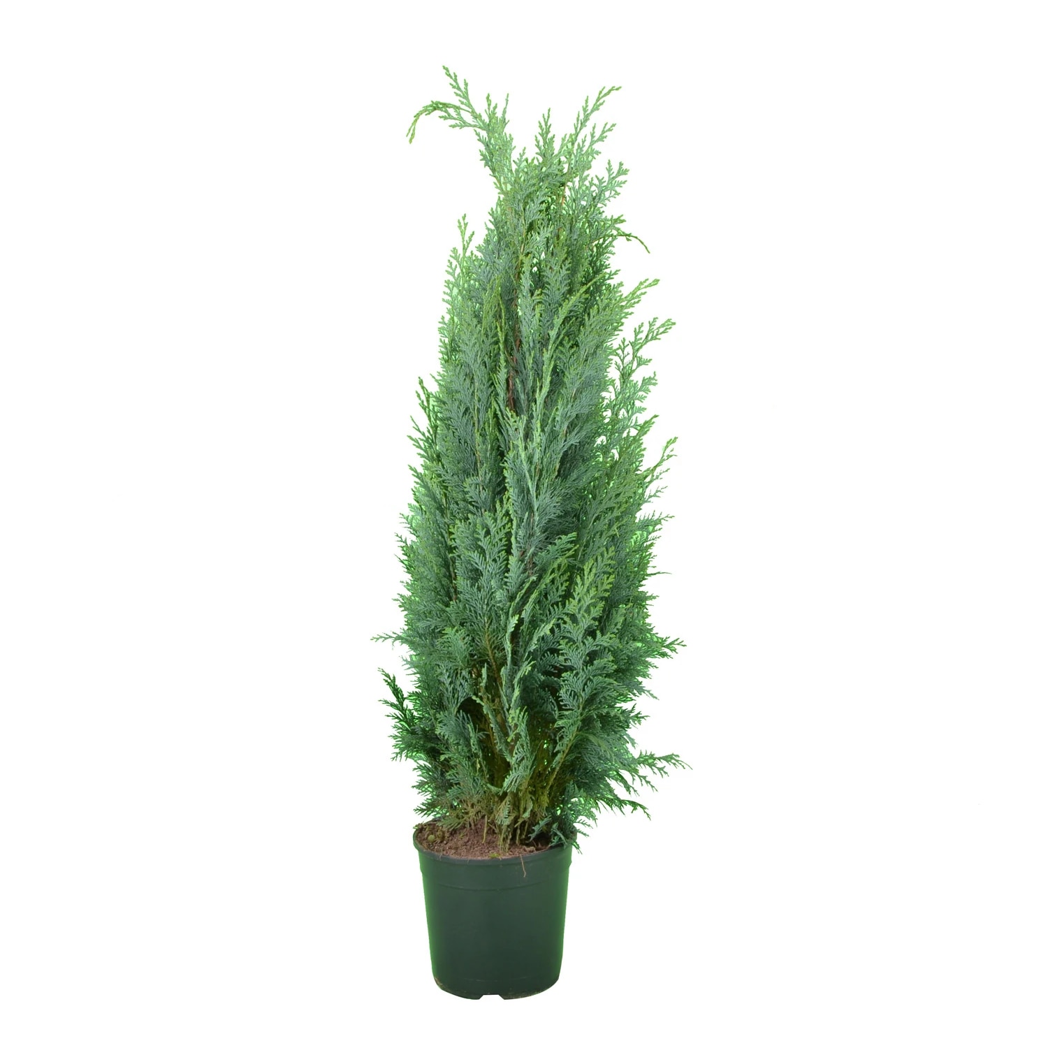 Conifer - Chamaecyparis Lawsoniana Columnaris 50-60 cm - eMAG.ro