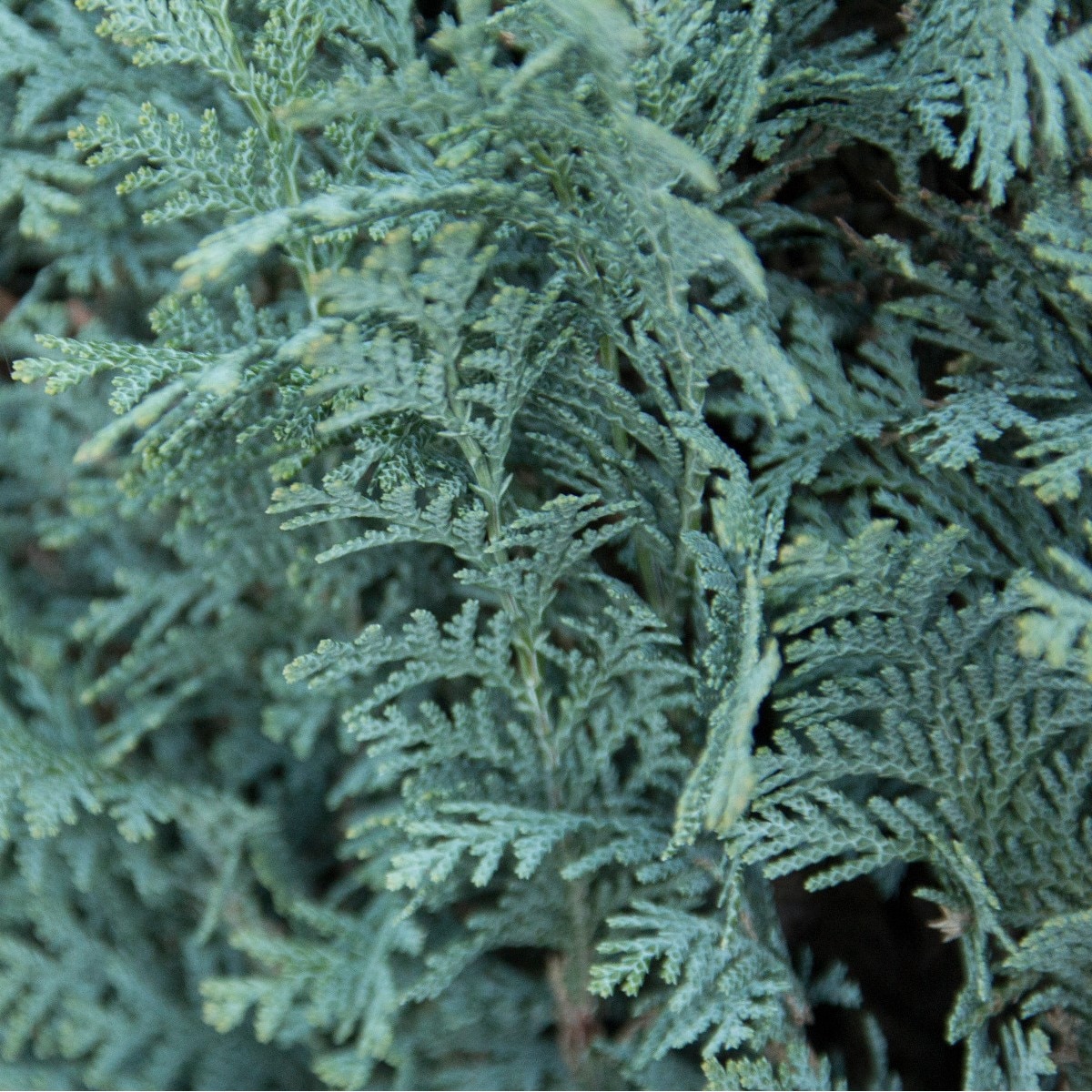 Conifer - Chamaecyparis Lawsoniana Columnaris 50-60 cm - eMAG.ro
