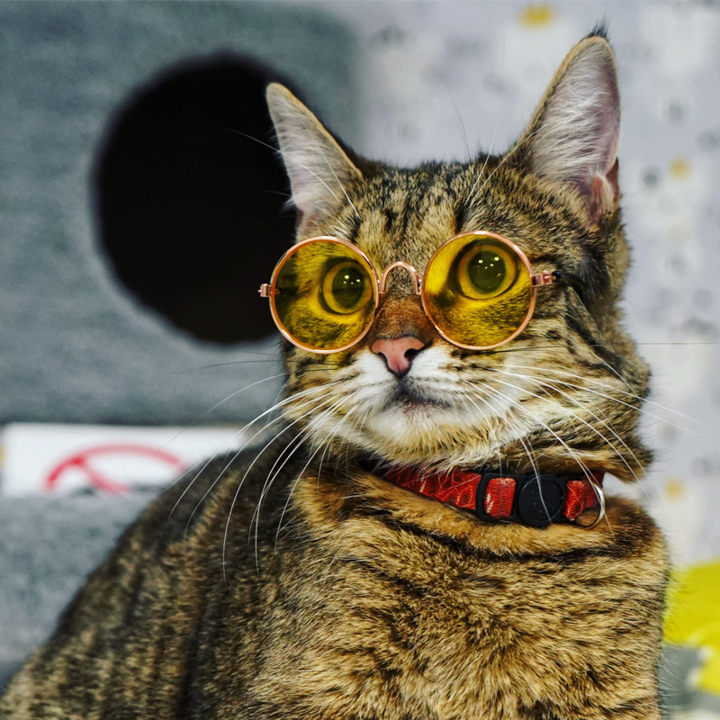 Ochelari de soare pentru pisici, Sarsaila, lentila roz - eMAG.ro