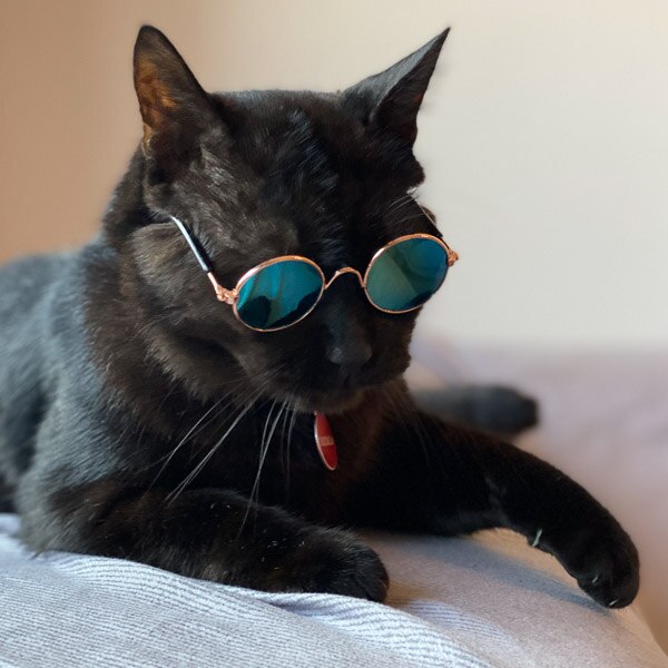 Ochelari de soare pentru pisici, Sarsaila, lentila turcoaz - eMAG.ro