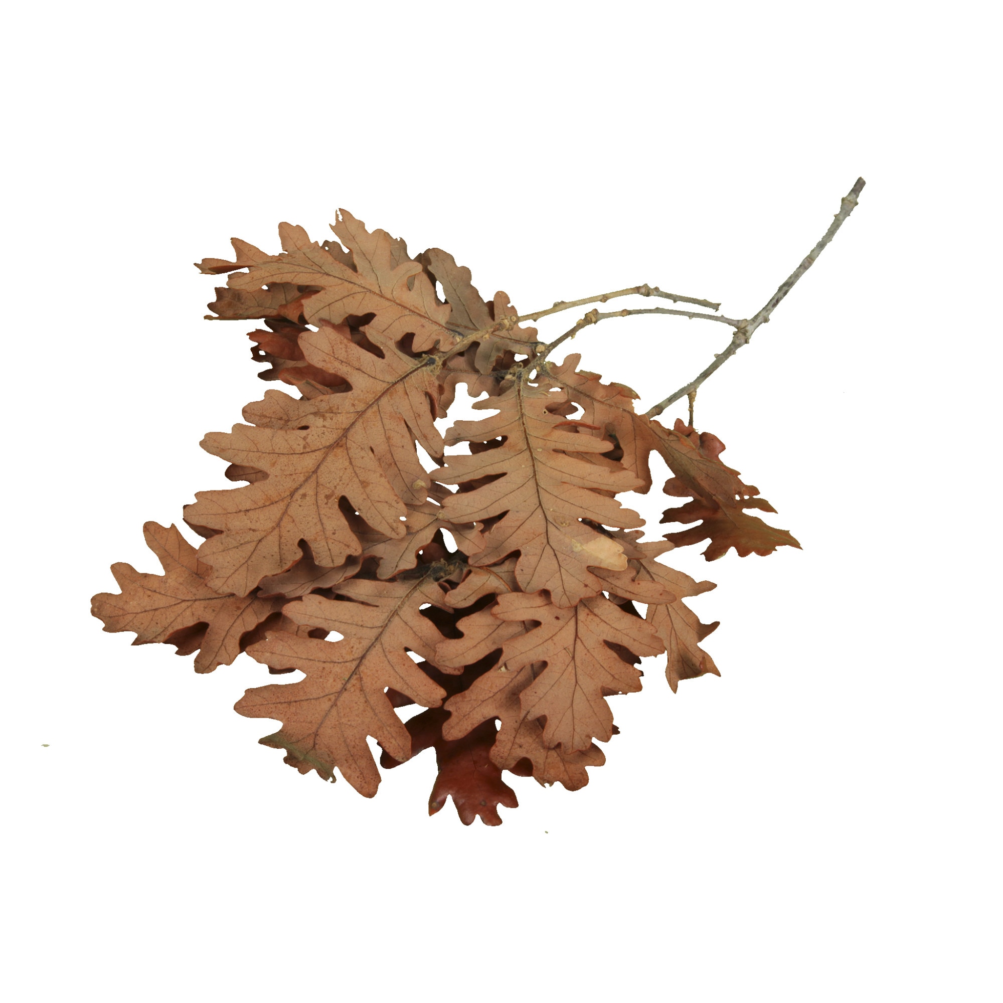Decor frunze artificiale stejar, portocaliu, 200 gr - eMAG.ro