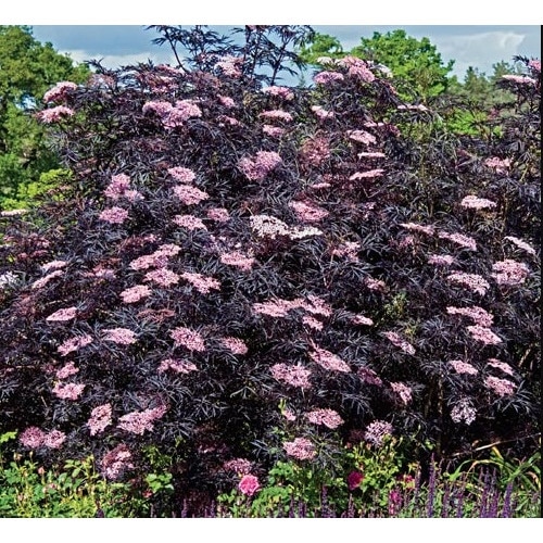 Arbust Sambucus Nigra "Black Lace" - Soc cu frunze negre la ghiveci P15 ...
