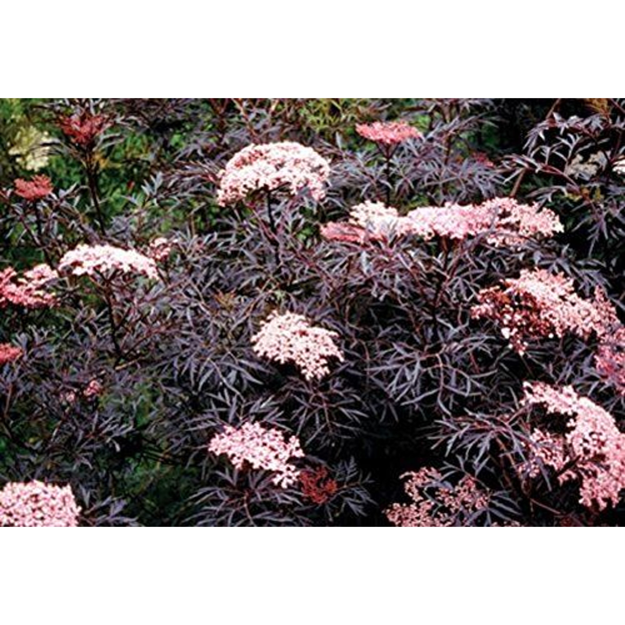 Arbust Sambucus Nigra "Black Lace" - Soc cu frunze negre la ghiveci P15 ...