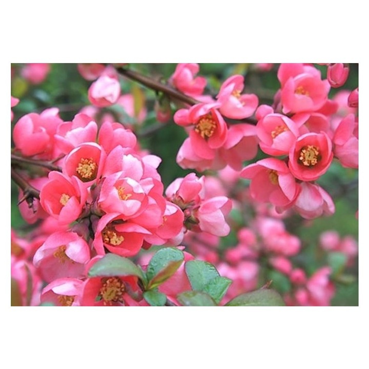 Arbust decorativ Gutui Japonez Roz - Chaenomeles superba Pink Trail la ...