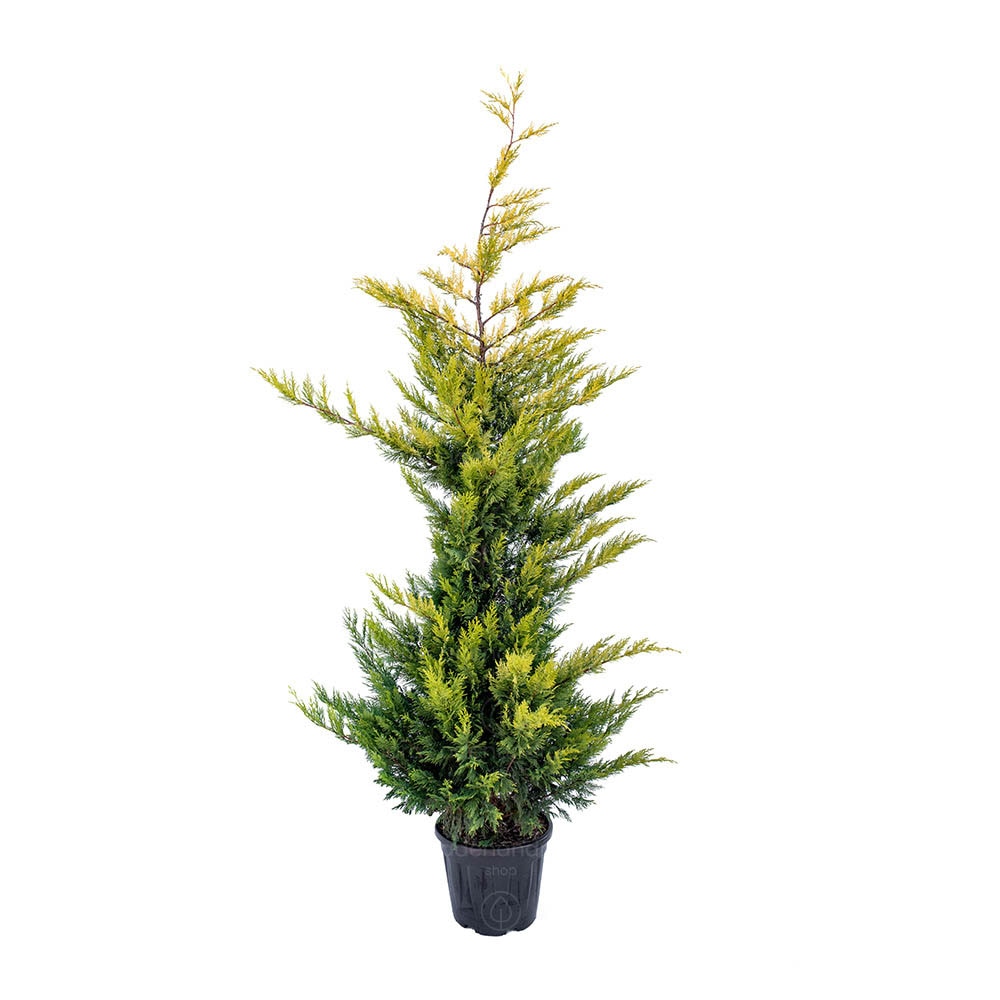 Conifer - Chiparos Leylandii Gold Rider 120-140 cm - eMAG.ro