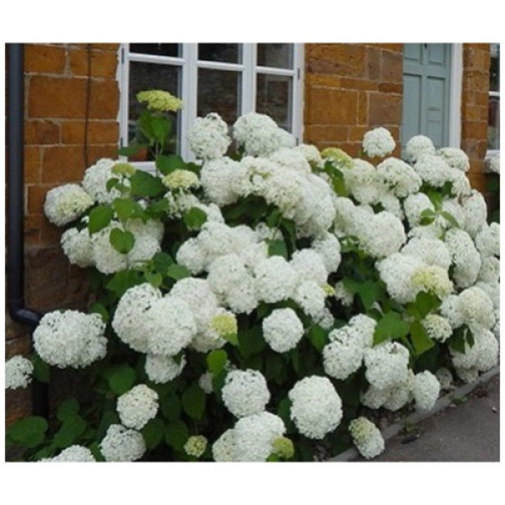 Hortensia Anabelle asemanatoare arborelui, Baumschule Wedrowski, 2L ...