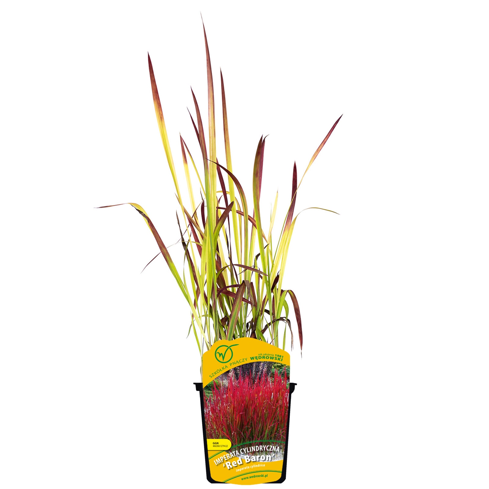 Iarba ornamentala Imperata cilindrica Red Baron, Baumschule Wedrowski ...