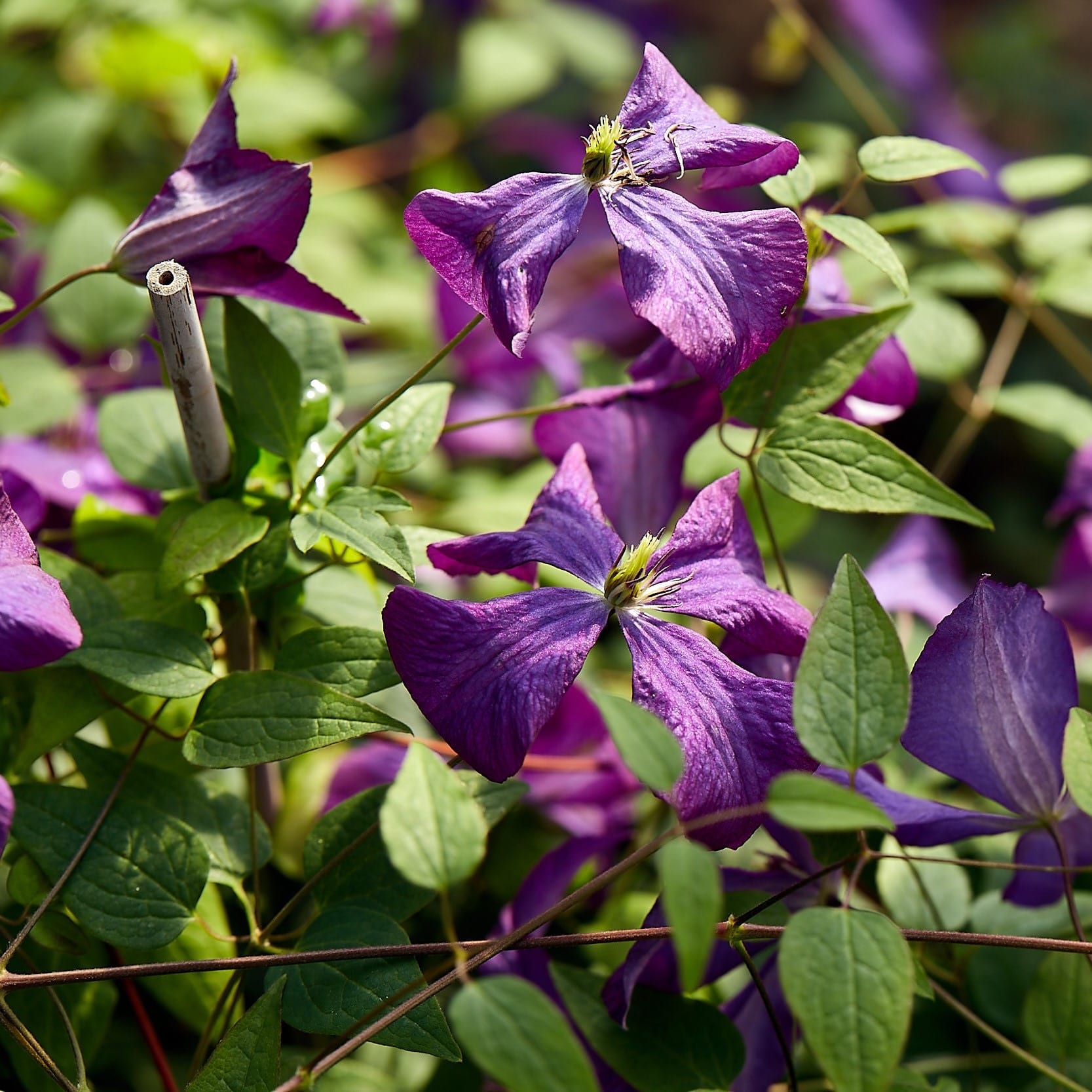 Clematis Polish Spirit italian, Baumschule Wedrowski, 1L - eMAG.ro