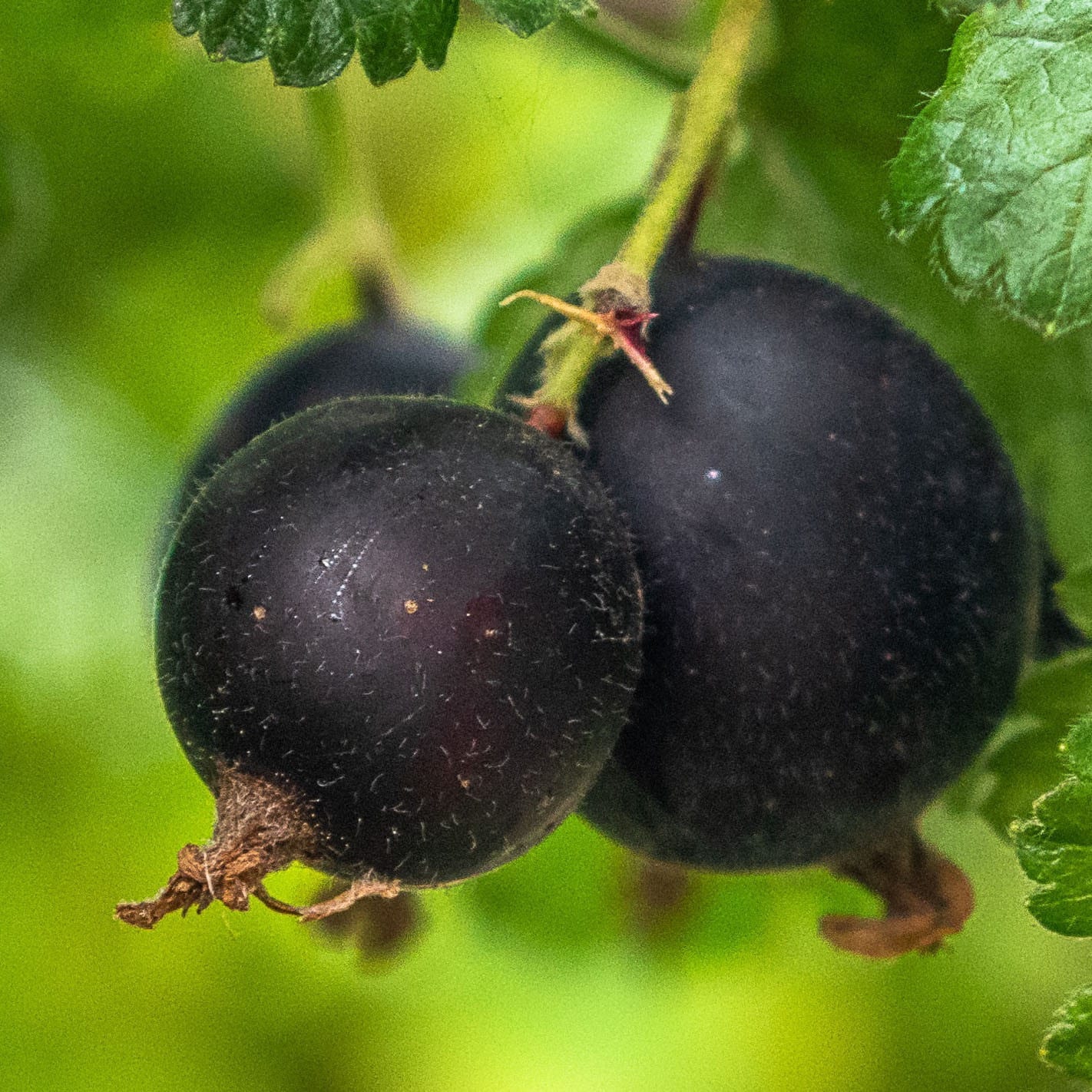 Coacaza agrisa Iostaberry, Baumschule Wedrowski, 1L - eMAG.ro