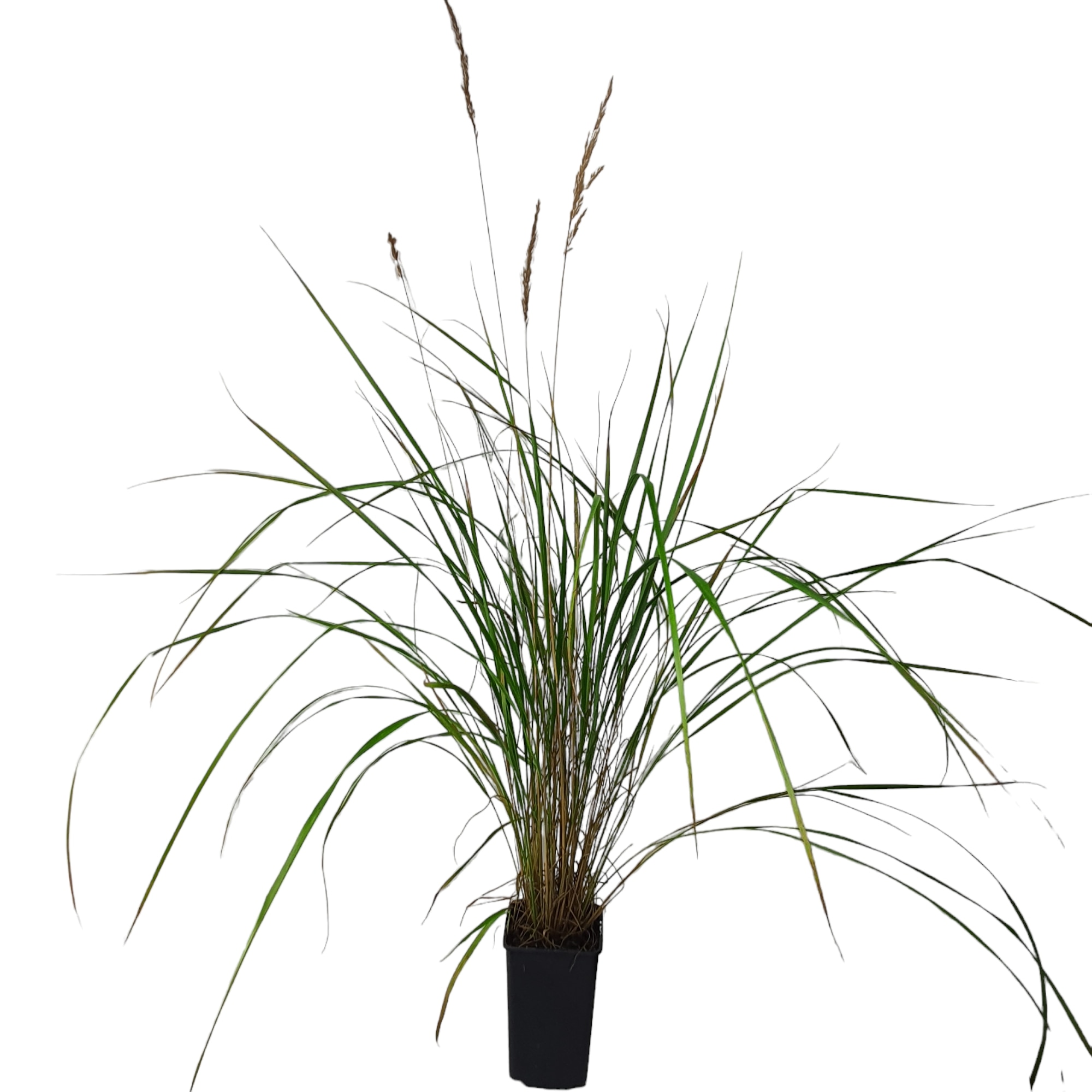 Iarba ornamentala Stuf cu flori, Baumschule Wedrowski, 1L - eMAG.ro