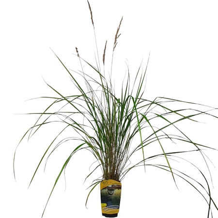 Iarba ornamentala Stuf cu flori, Baumschule Wedrowski, 1L - eMAG.ro