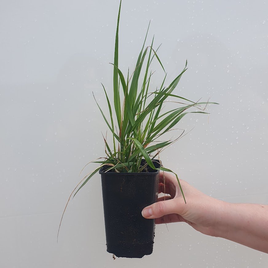 Iarba ornamentala Stuf cu flori, Baumschule Wedrowski, 1L - eMAG.ro