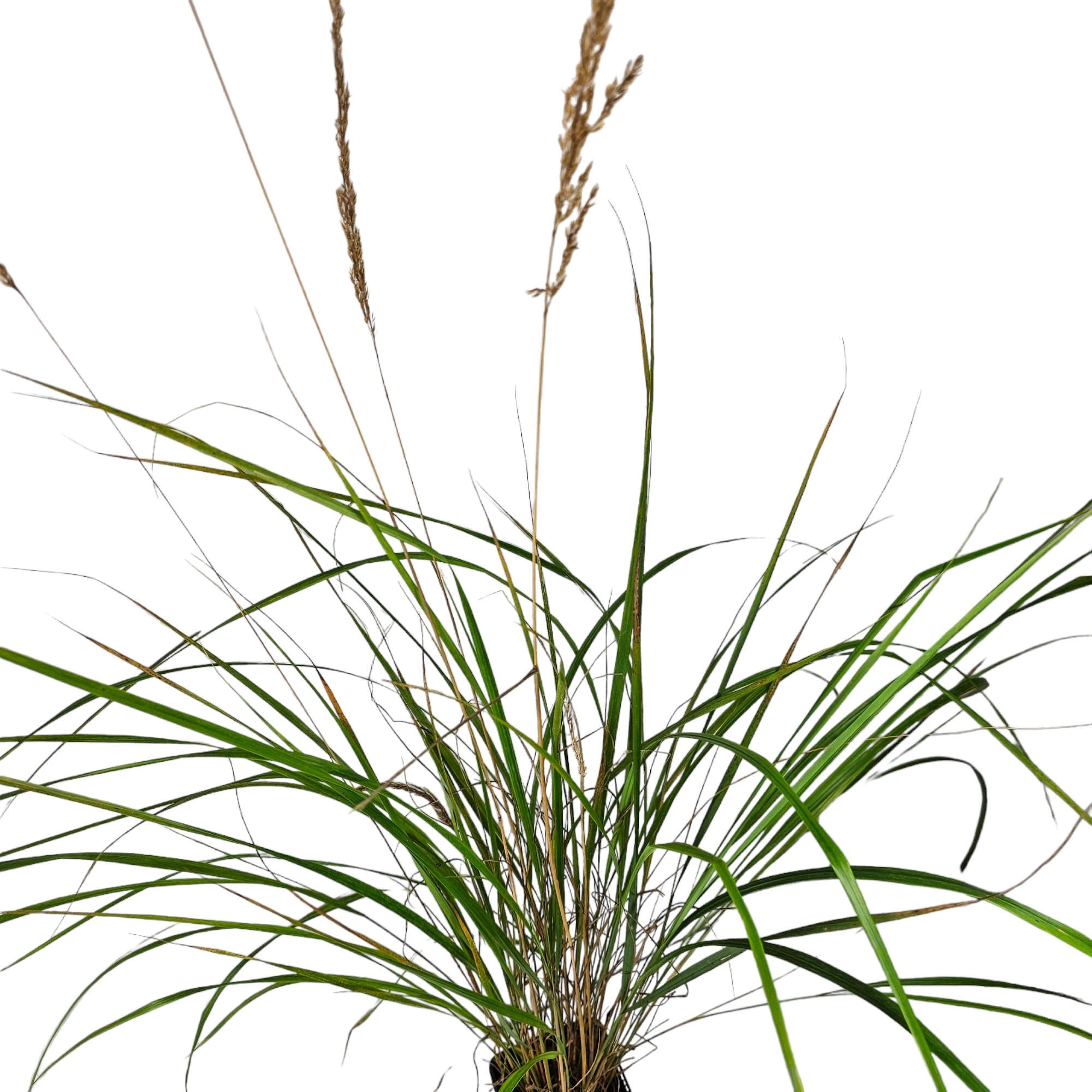 Iarba ornamentala Stuf cu flori, Baumschule Wedrowski, 1L - eMAG.ro