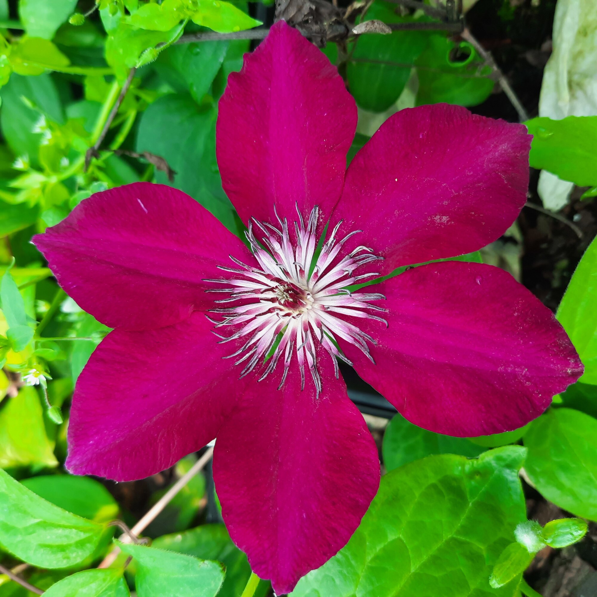 Clematis Perida cu flori mari, Baumschule Wedrowski, 1L - eMAG.ro