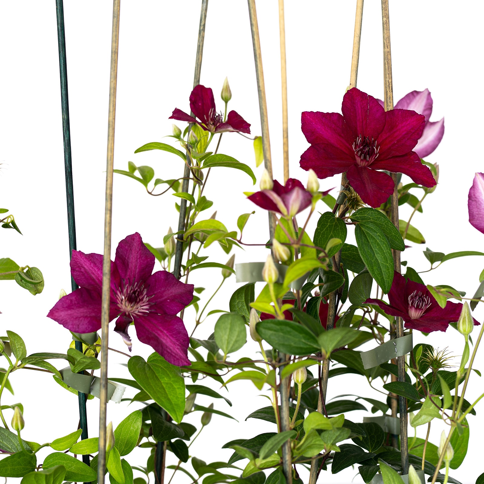 Clematis Perida cu flori mari, Baumschule Wedrowski, 1L - eMAG.ro