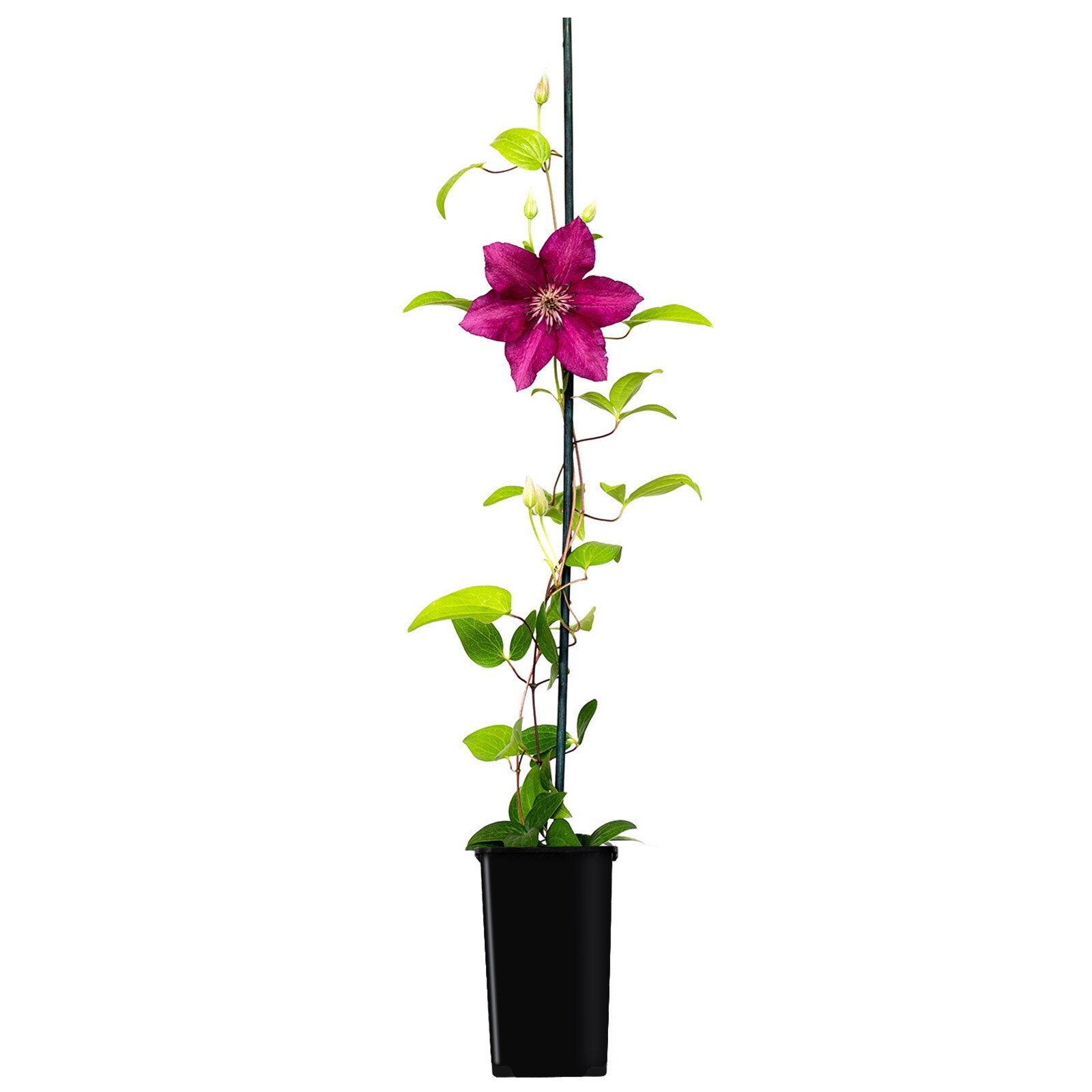 Clematis Perida cu flori mari, Baumschule Wedrowski, 1L - eMAG.ro