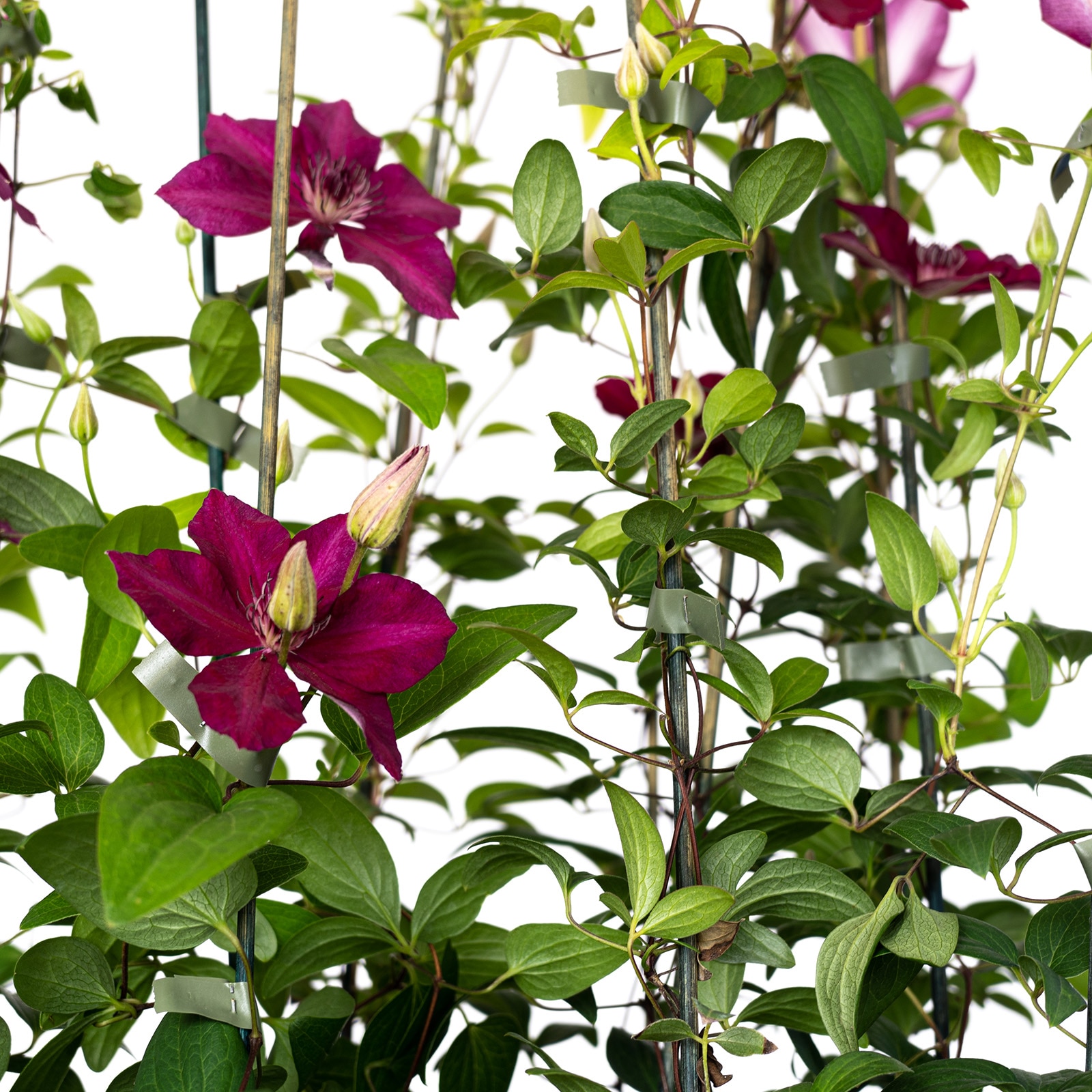 Clematis Perida cu flori mari, Baumschule Wedrowski, 1L - eMAG.ro