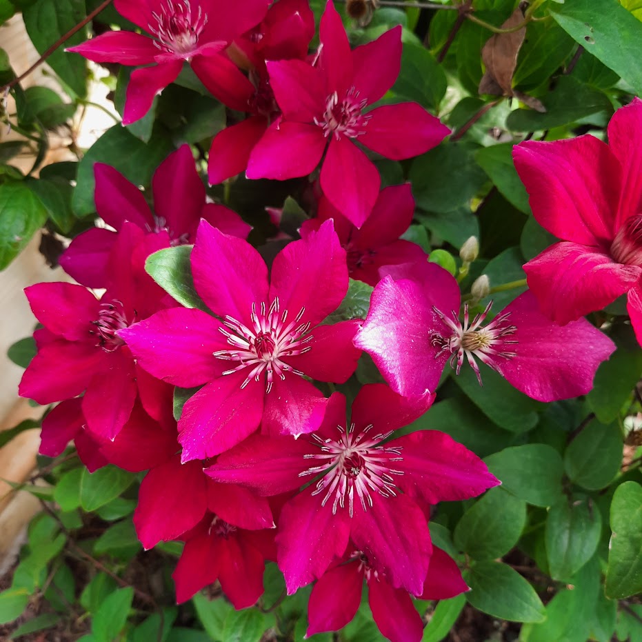 Clematis Perida cu flori mari, Baumschule Wedrowski, 1L - eMAG.ro