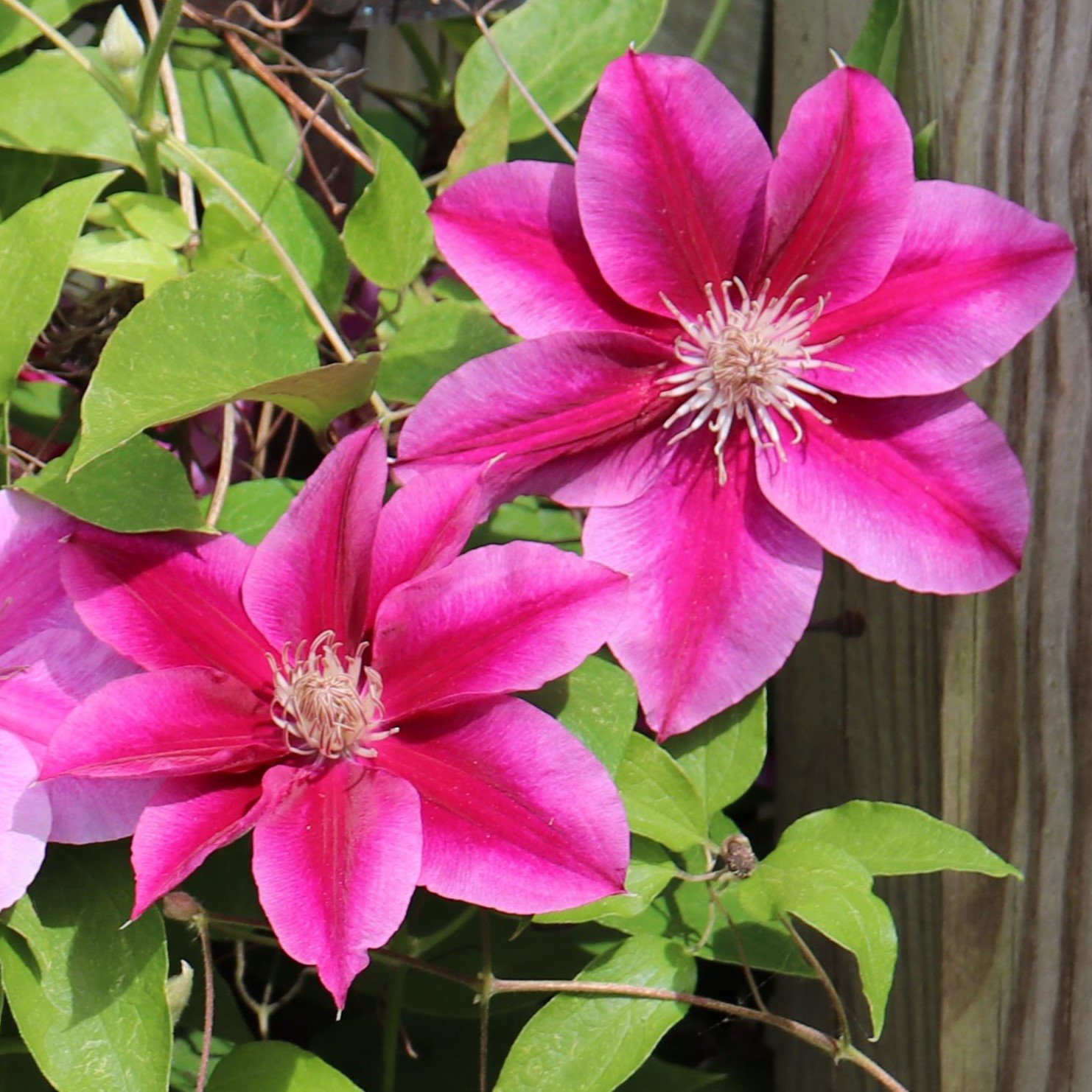 Clematis Sunset cu flori mari, Baumschule Wedrowski, 1L - eMAG.ro
