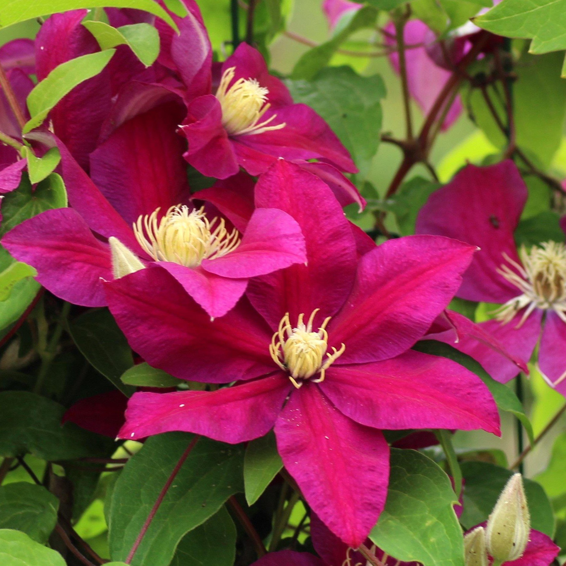 Clematis Sunset cu flori mari, Baumschule Wedrowski, 1L - eMAG.ro