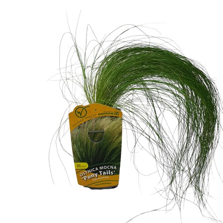 Iarba ornamentala Pony Tails Stipa tenuissima, Baumschule Wedrowski, 1L ...