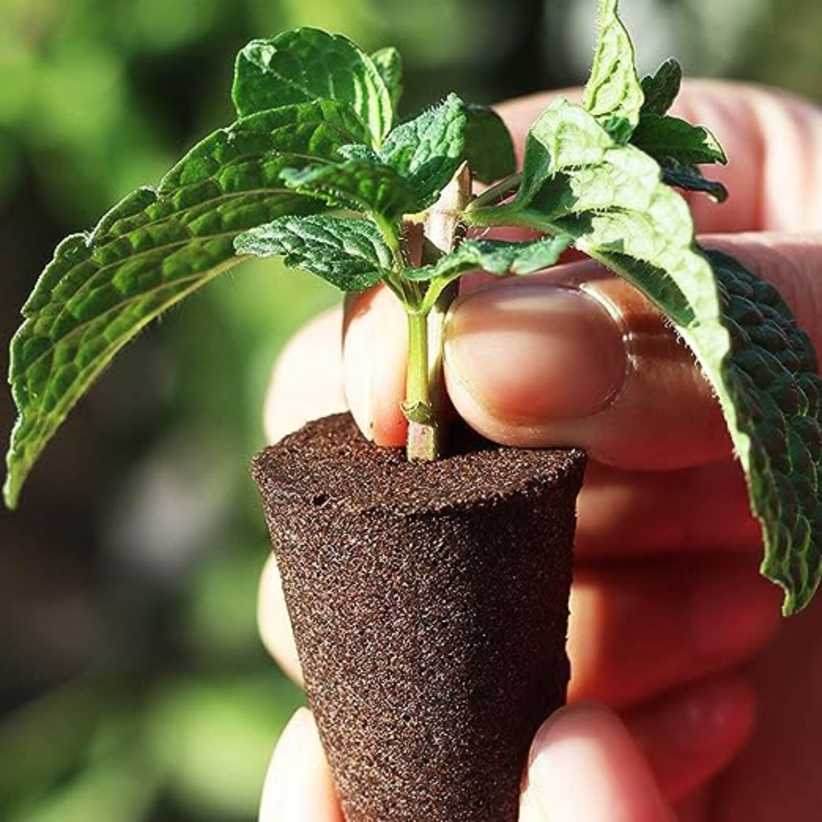 Set 30 ghivece pentru rasaduri din plastic - eMAG.ro