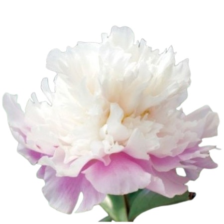 Bujor Amabilis marime 2/3 - 1 rizom - eMAG.ro