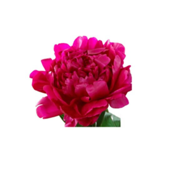 Bujor Felix Crousse marime 2/3 - 1 rizom - eMAG.ro