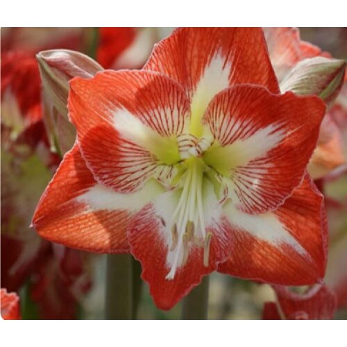 Crin de camera Amaryllis Minerva marime 22/24 - 1 bulb - eMAG.ro