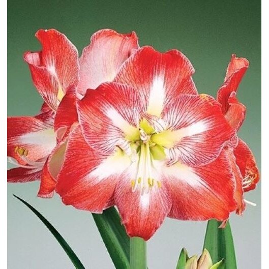 Crin de camera Amaryllis Minerva marime 22/24 - 1 bulb - eMAG.ro