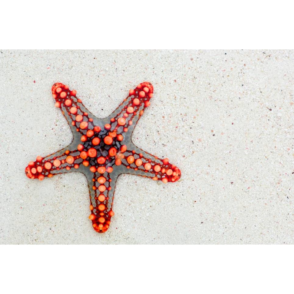 Sticker - Steluta De Mare, 80x125 cm - eMAG.ro