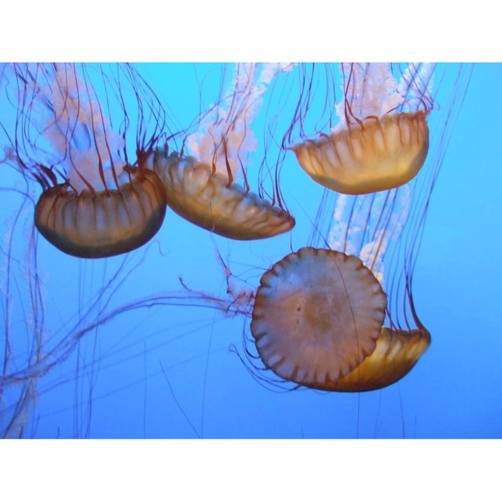 Sticker - Grup De Meduze, 80x125 cm - eMAG.ro