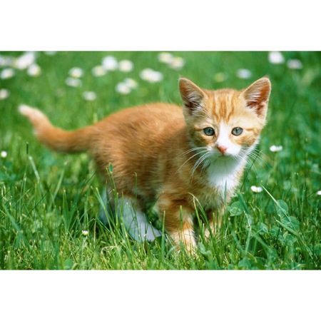 Sticker - Pisoi 2, 70x120 cm - eMAG.ro