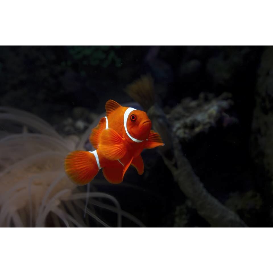 Sticker - Pestele Clown Printre Corali, 70x120 cm - eMAG.ro