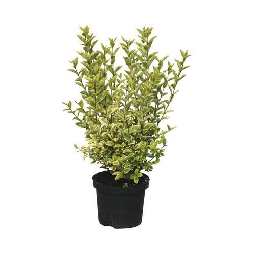 Lemn Cainesc Floraself Ligustrum Ovalifolium 'aureum' H 50-60 Cm Co 4 L ...
