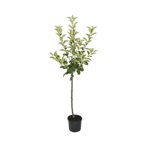 Pom Fructifer Mar Floraself Malus Domestica 'cox Orange' H 150-180 Cm ...