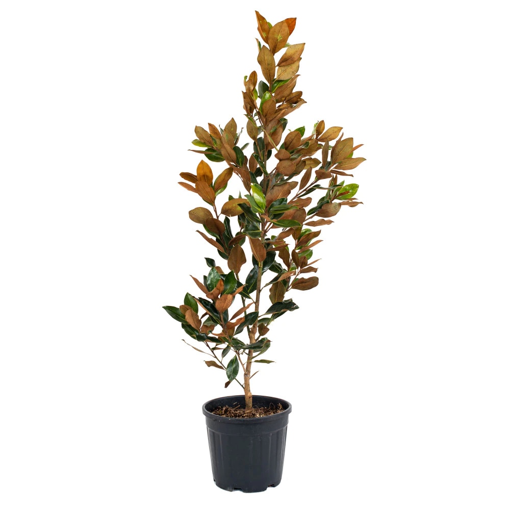 Díszcserje - Magnolia Grandiflora 60cm - eMAG.hu