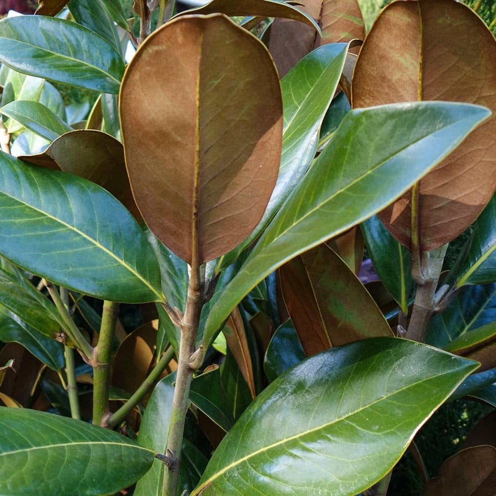 Díszcserje - Magnolia Grandiflora 60cm - eMAG.hu