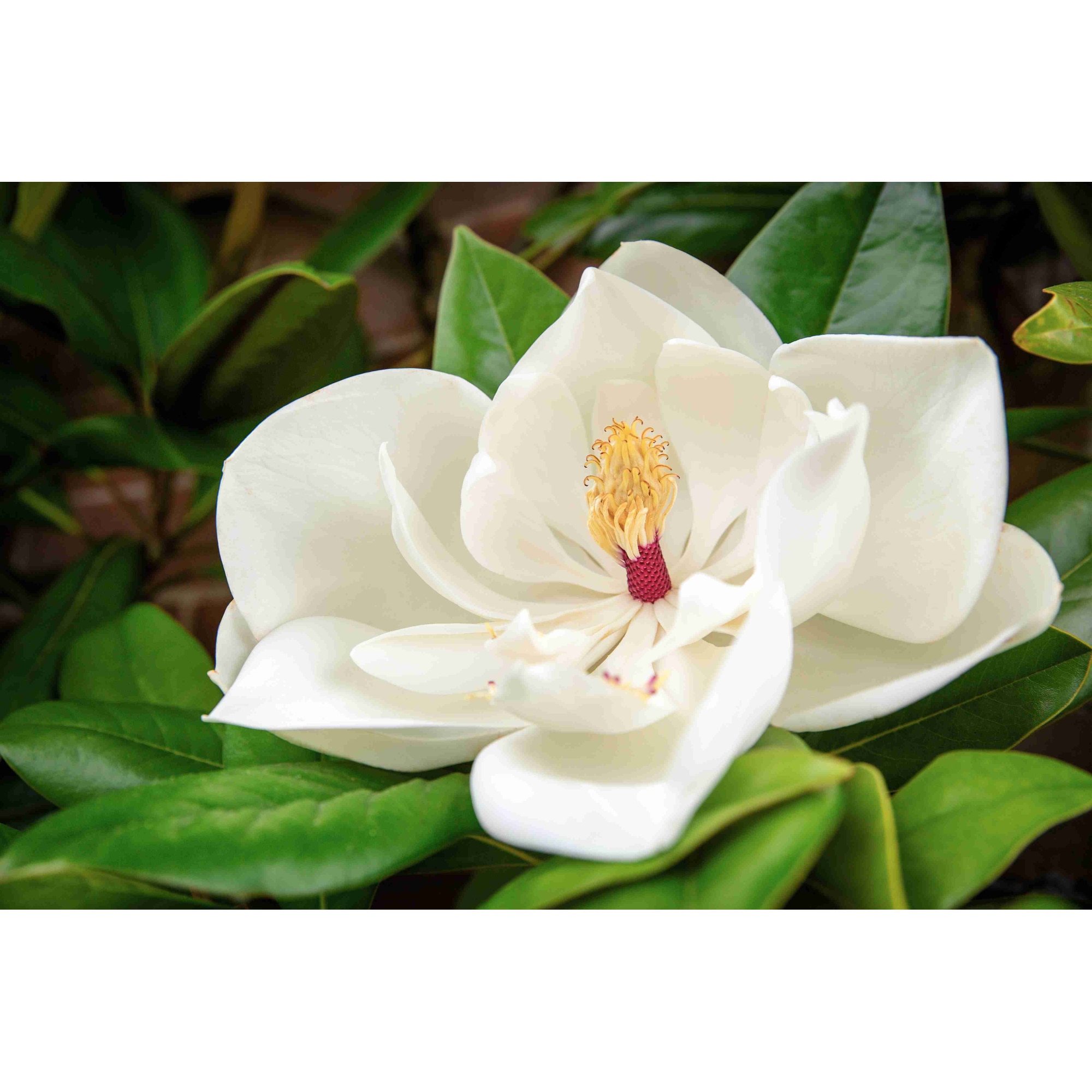 Díszcserje - Magnolia Grandiflora 60cm - eMAG.hu