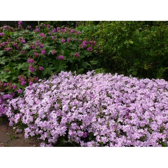 Brumarele - Phlox Subulata Candy Stripes - planta perena vesnic verde ...